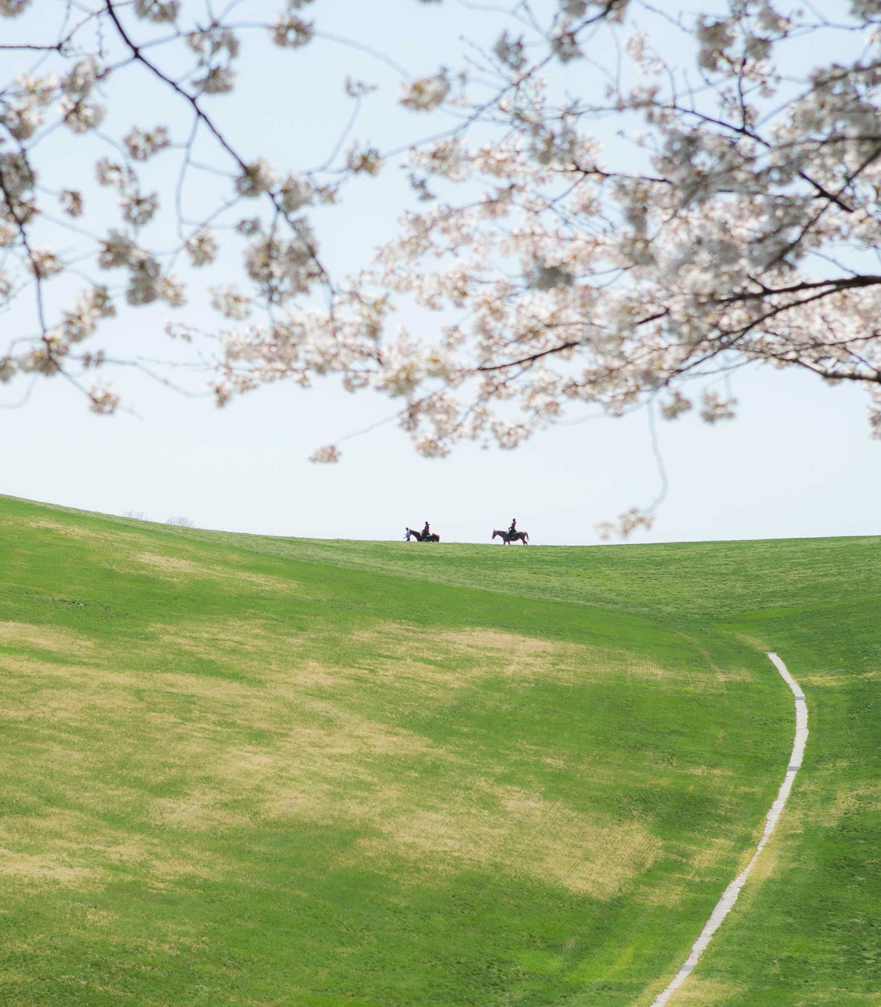 Exploring Meadows on Horseback