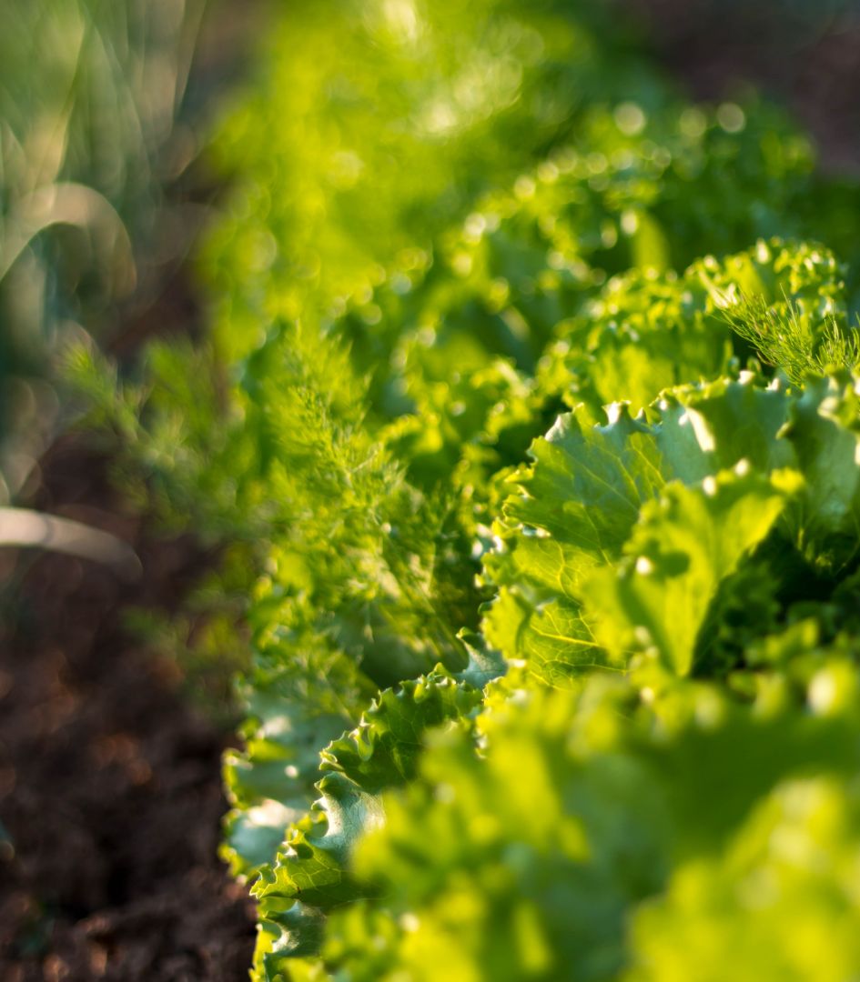 Savor Dishes Made with Vegetables Grown on the Premises