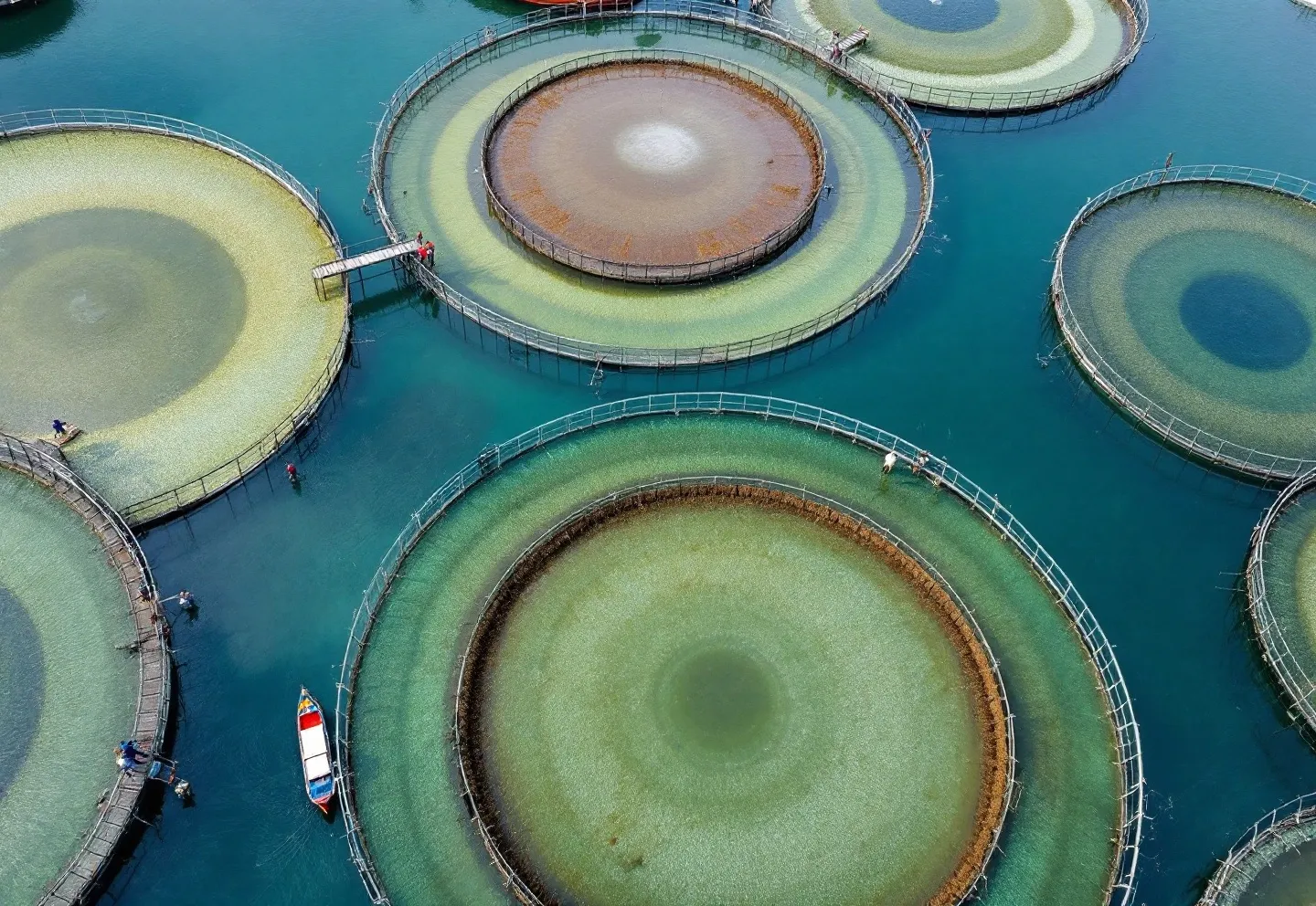 エビ養殖成功の鍵は溶存酸素管理|自給率4.2%と陸上養殖 | sanchi.jp