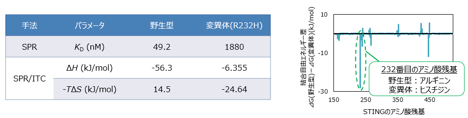 SPR・ITC：cGAMPとの相互作用は変異体の方が小さい