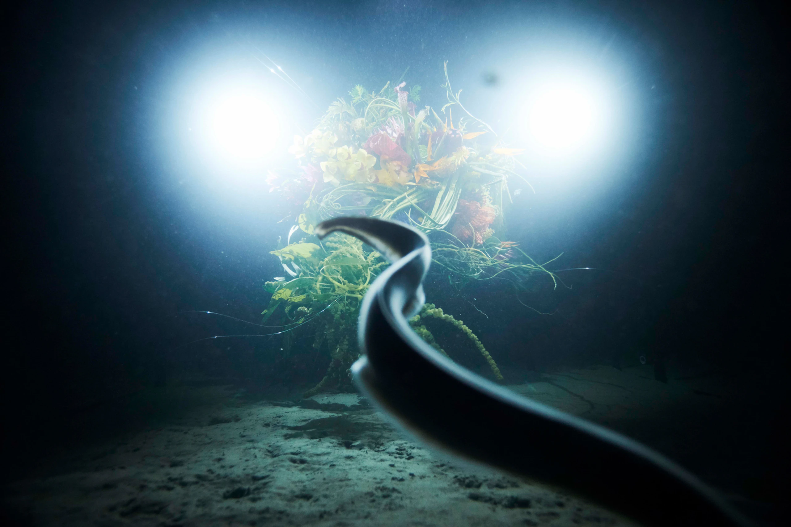 In Bloom #3: SEPHIROTHIC FLOWER: Diving into the Unknown | AMKK（東信, 花樹研究所）