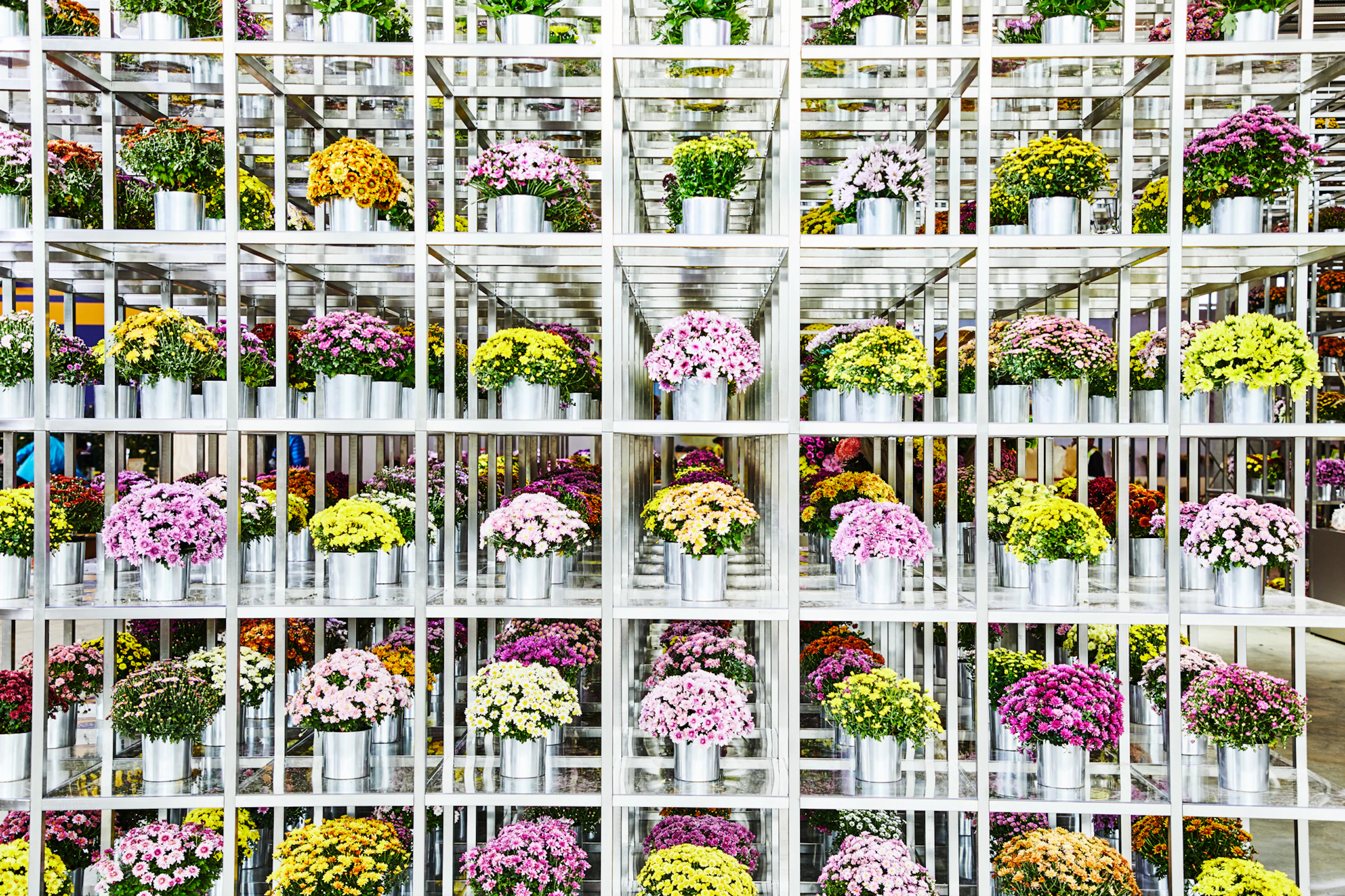 Infinity cubes and Chrysanthemums | AMKK（東信, 花樹研究所）