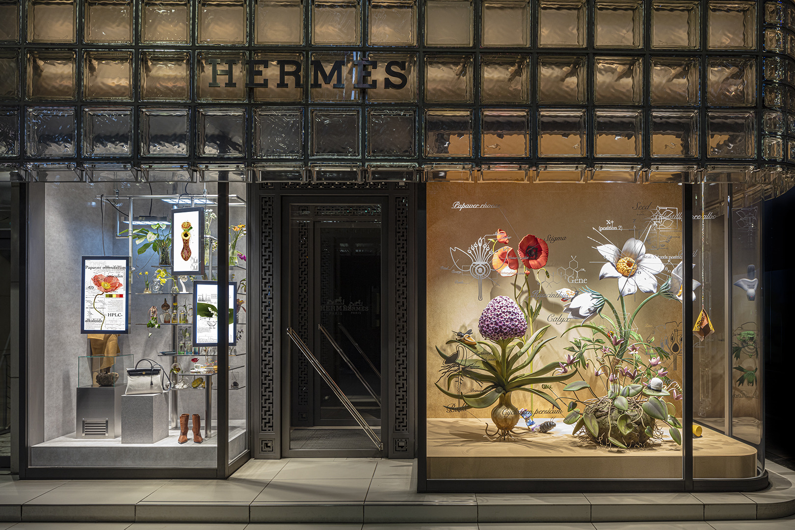 Window Display 「植物の謎」 The Botanic Enigma | AMKK（東信, 花樹研究所）