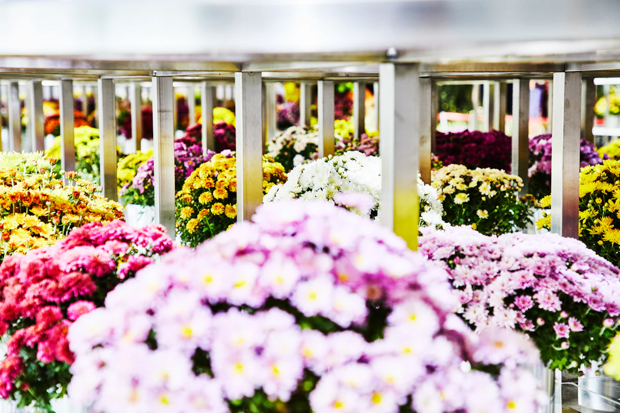 Infinity cubes and Chrysanthemums | AMKK（東信, 花樹研究所）