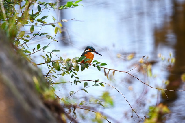 Sharpening the World: The Mechanism and Evolution of Autofocus | Knowledge #296 | cizucu