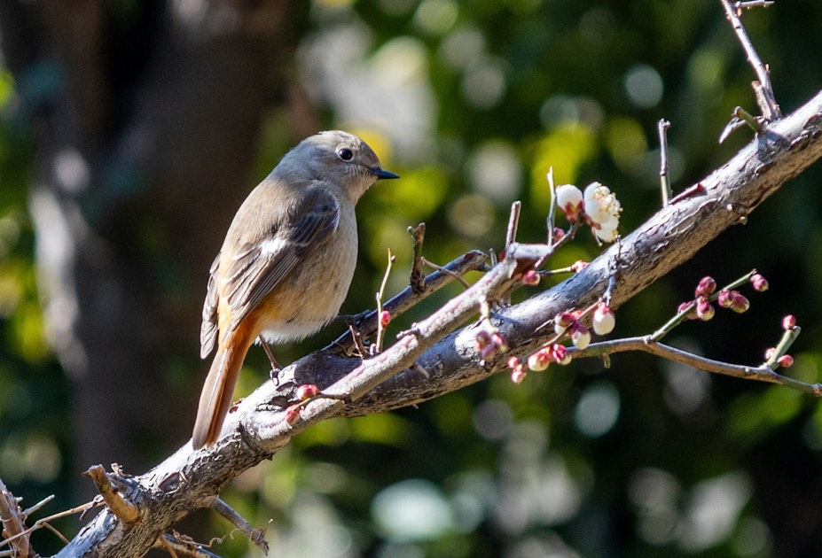 #bird | What You See When You Point the Camera at Birds | Focus #423 ...