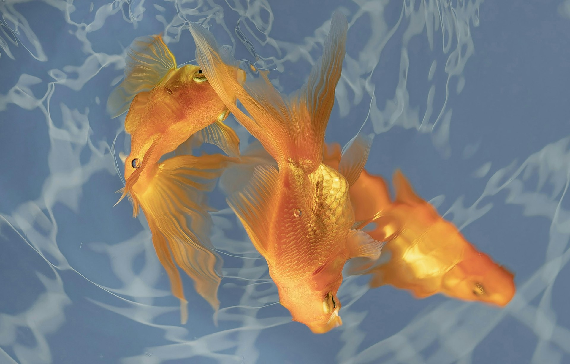 AIが切り開く写真編集の未来と可能性 | Release #296 | cizucu