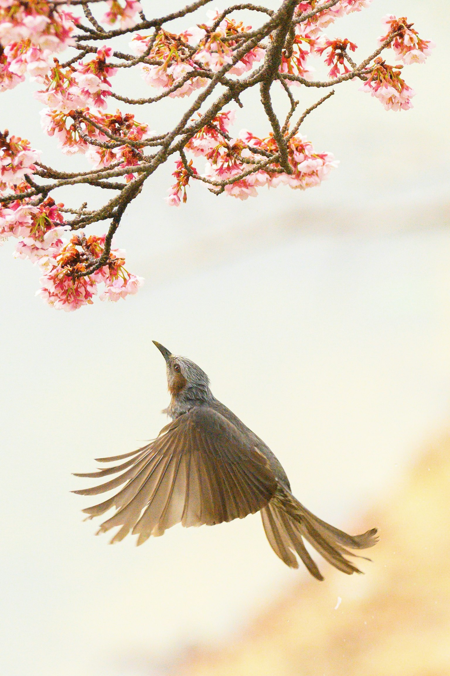 耳からはじめる「野鳥撮影」 | Knowledge #417 | cizucu