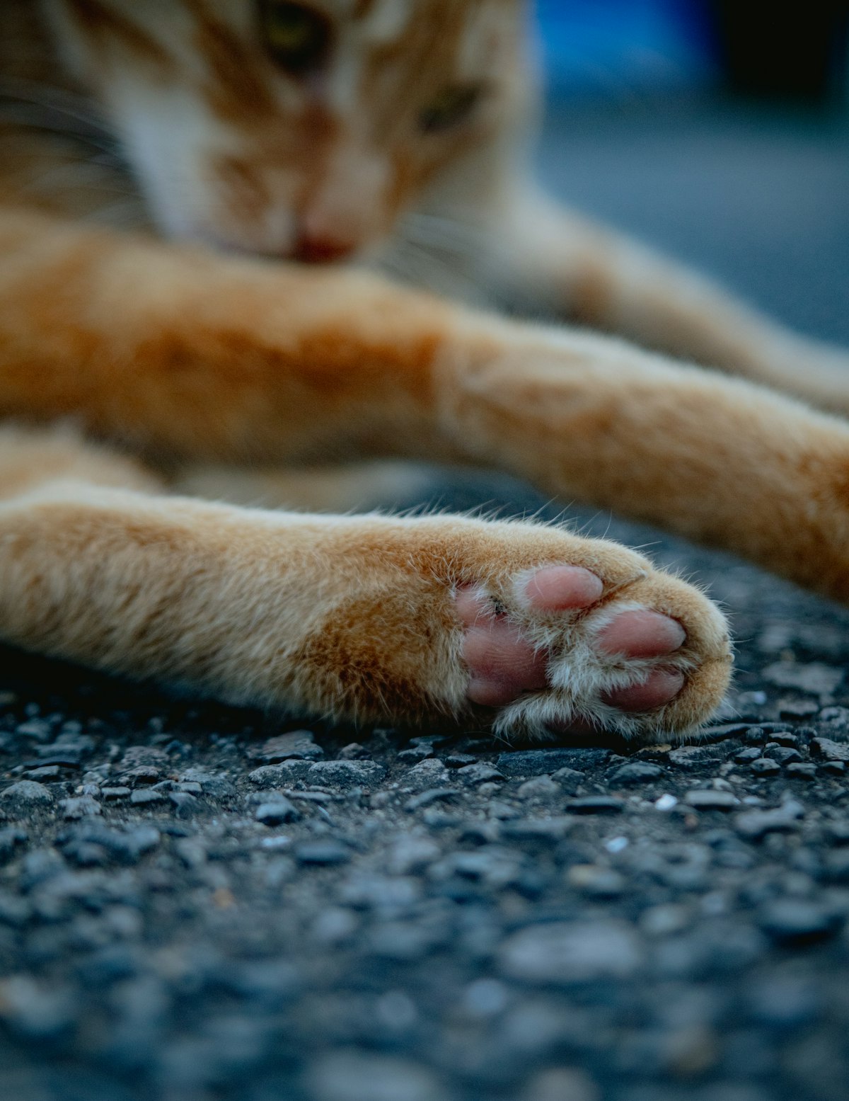 ローアングル撮影で魅せるダイナミックな世界 | Knowledge #109 | cizucu