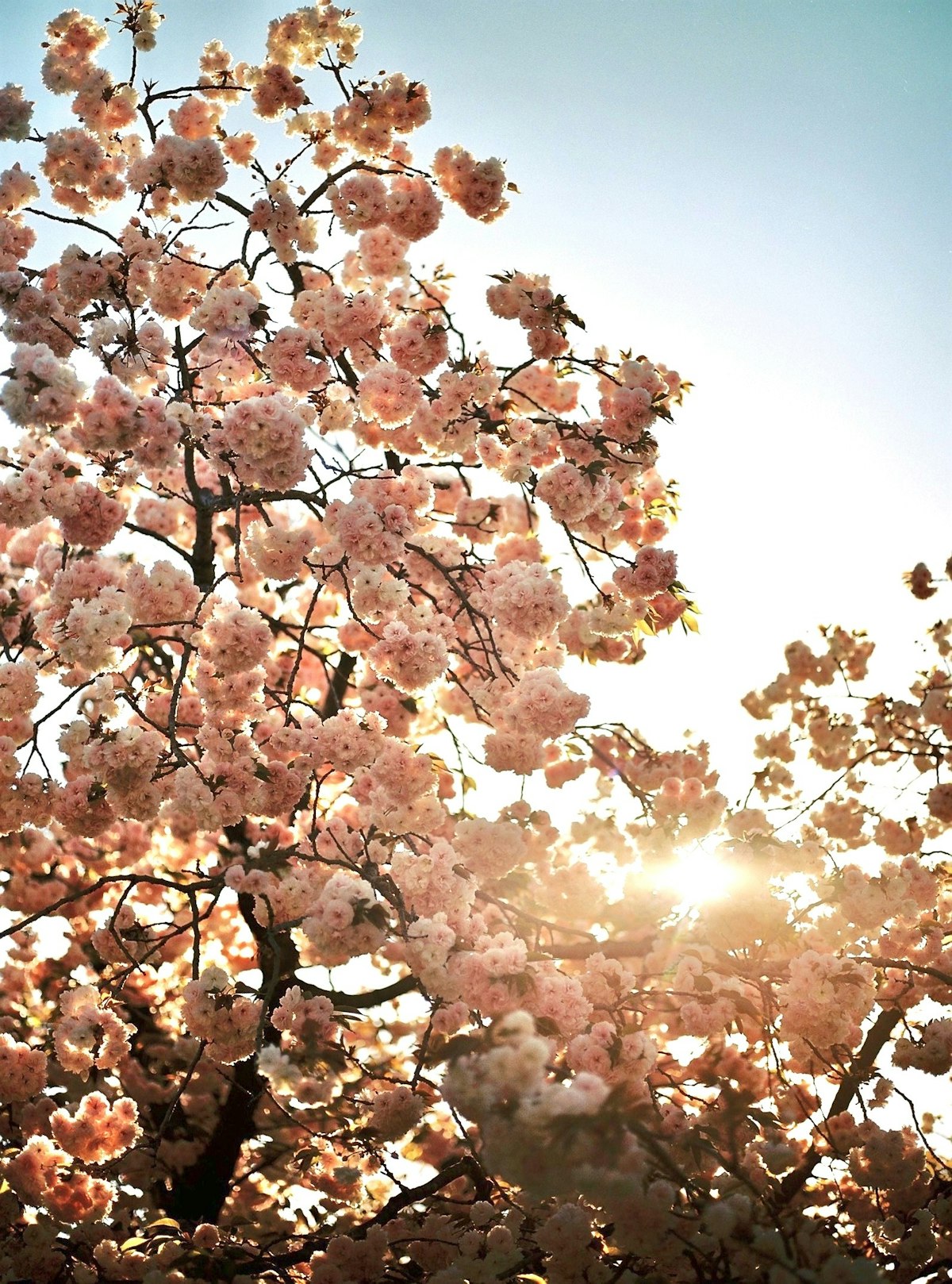 フィルム選びに迷ったらKodak! おすすめカラーネガフィルム 5種類の特徴と作例紹介 | Focus #155 | cizucu