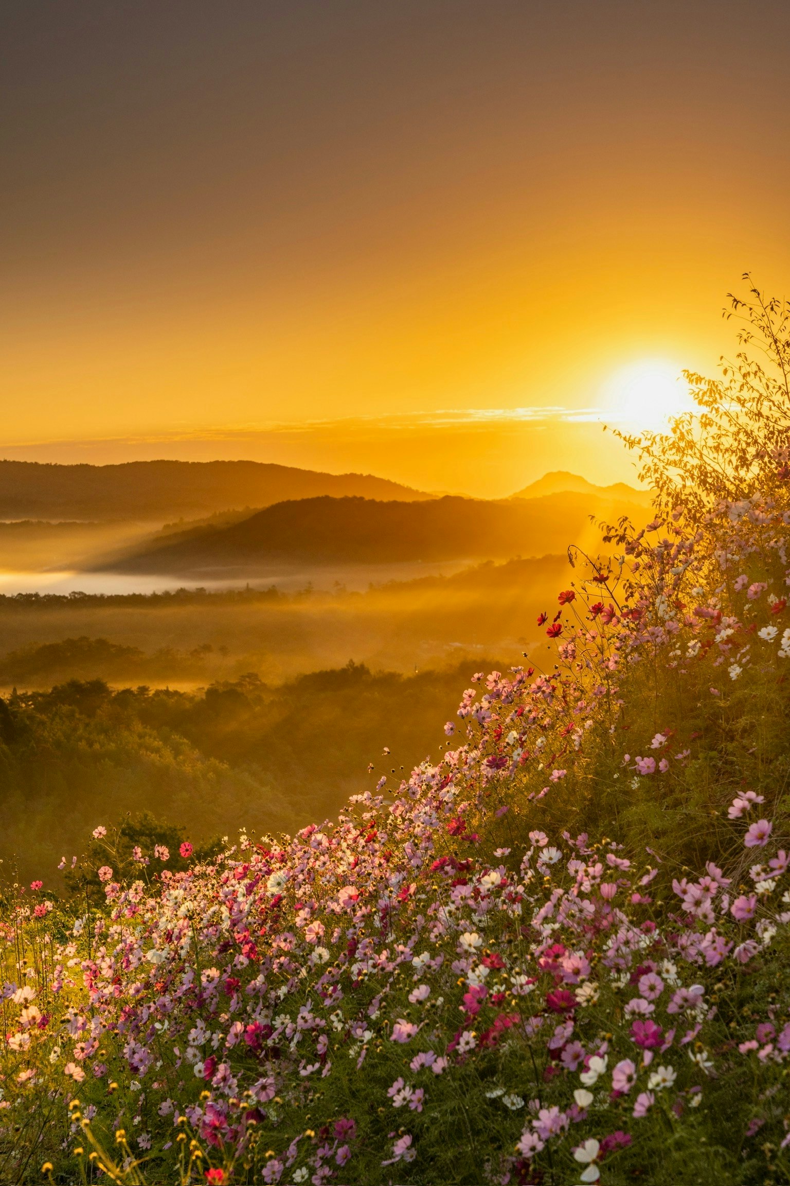 「太陽」の偉大さに触れる | Knowledge #413 | cizucu