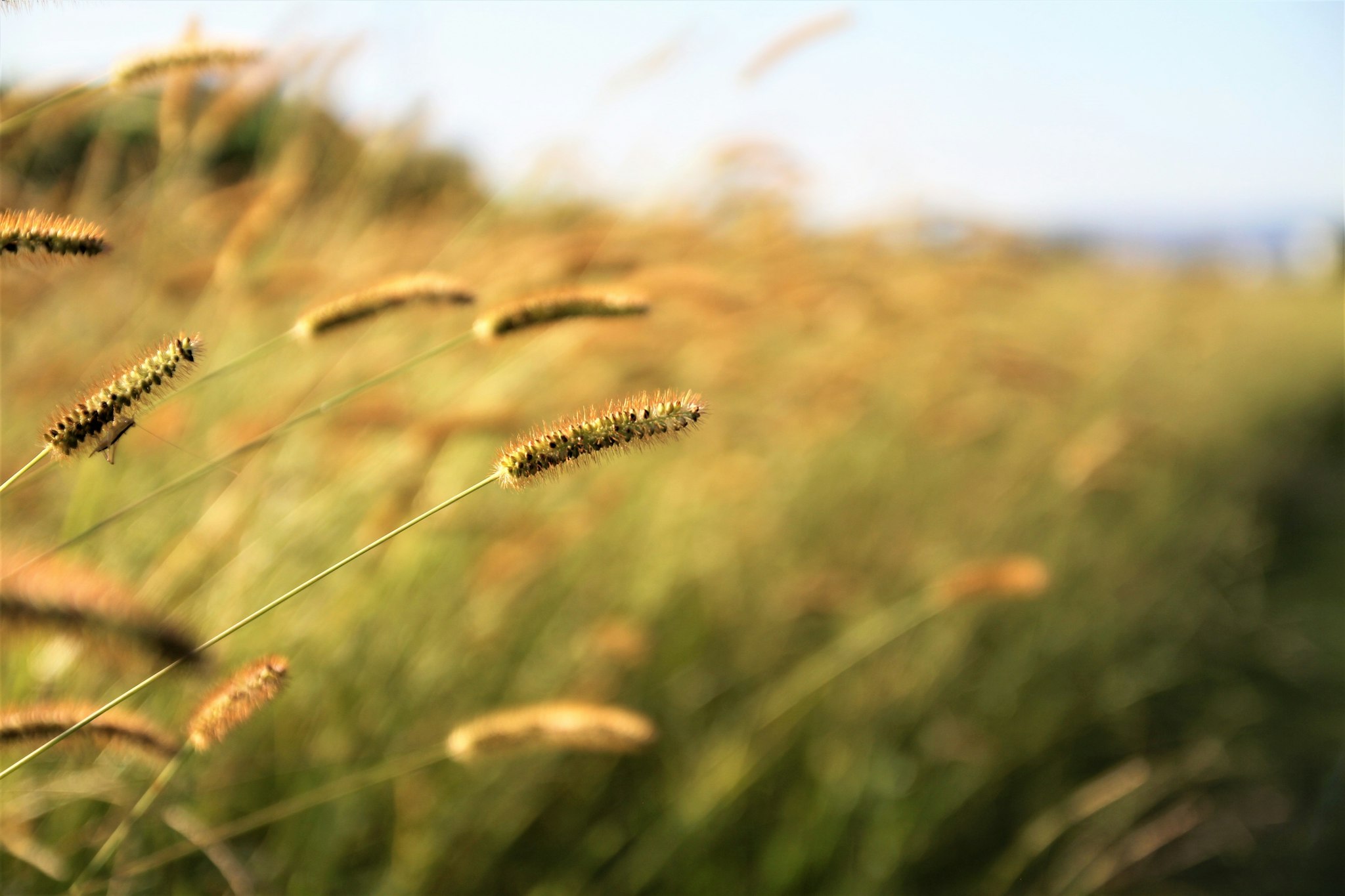 揺れる表現が生み出すエモさ | Focus #188 | cizucu