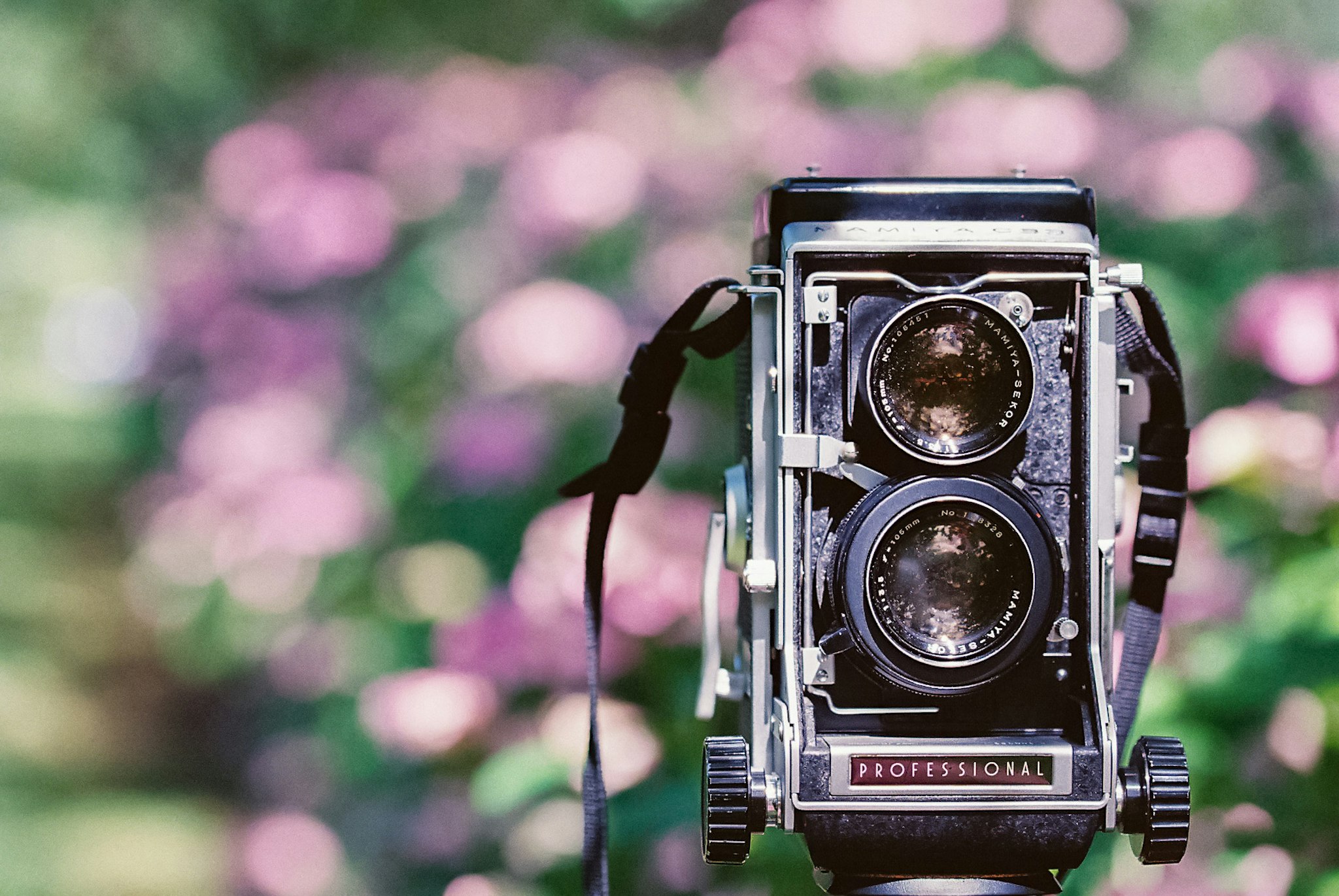 フィルム選びに迷ったらKodak! おすすめカラーネガフィルム 5種類の特徴と作例紹介 | Focus #155 | cizucu