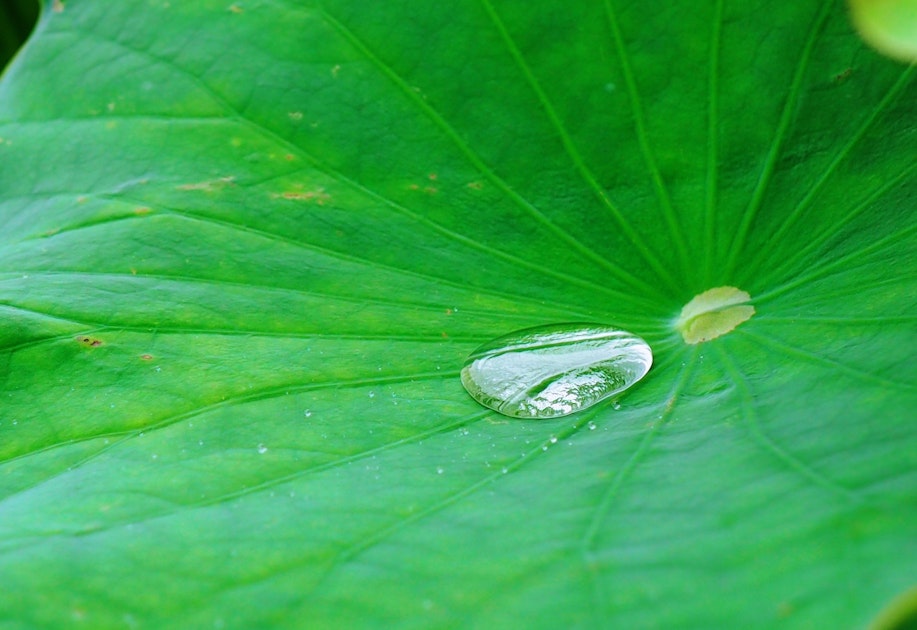 cizucu主宰『Green Day』| Challenge #17 | cizucu