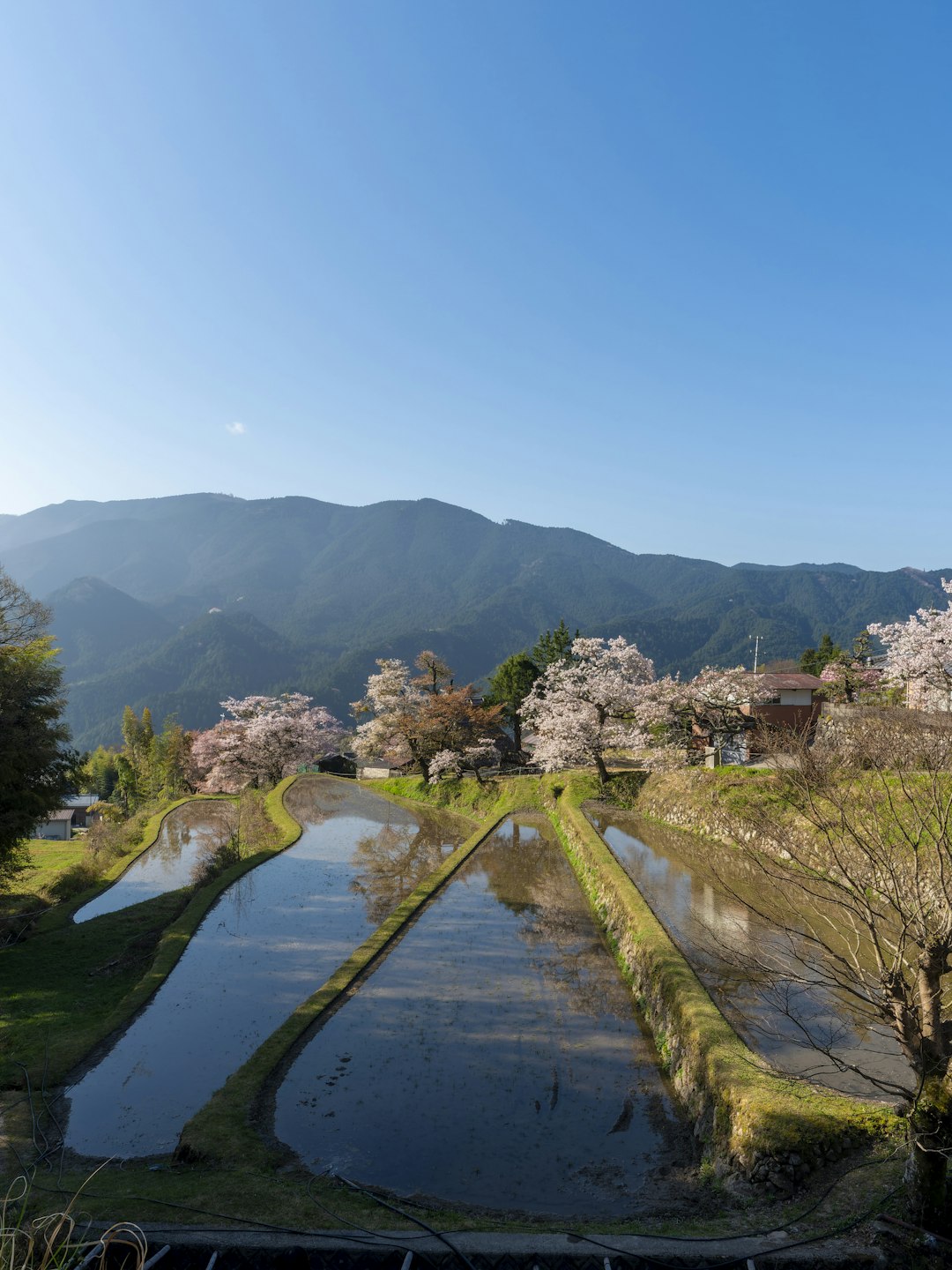 cizucu主宰『Spring Melody』| Challenge #77 | cizucu