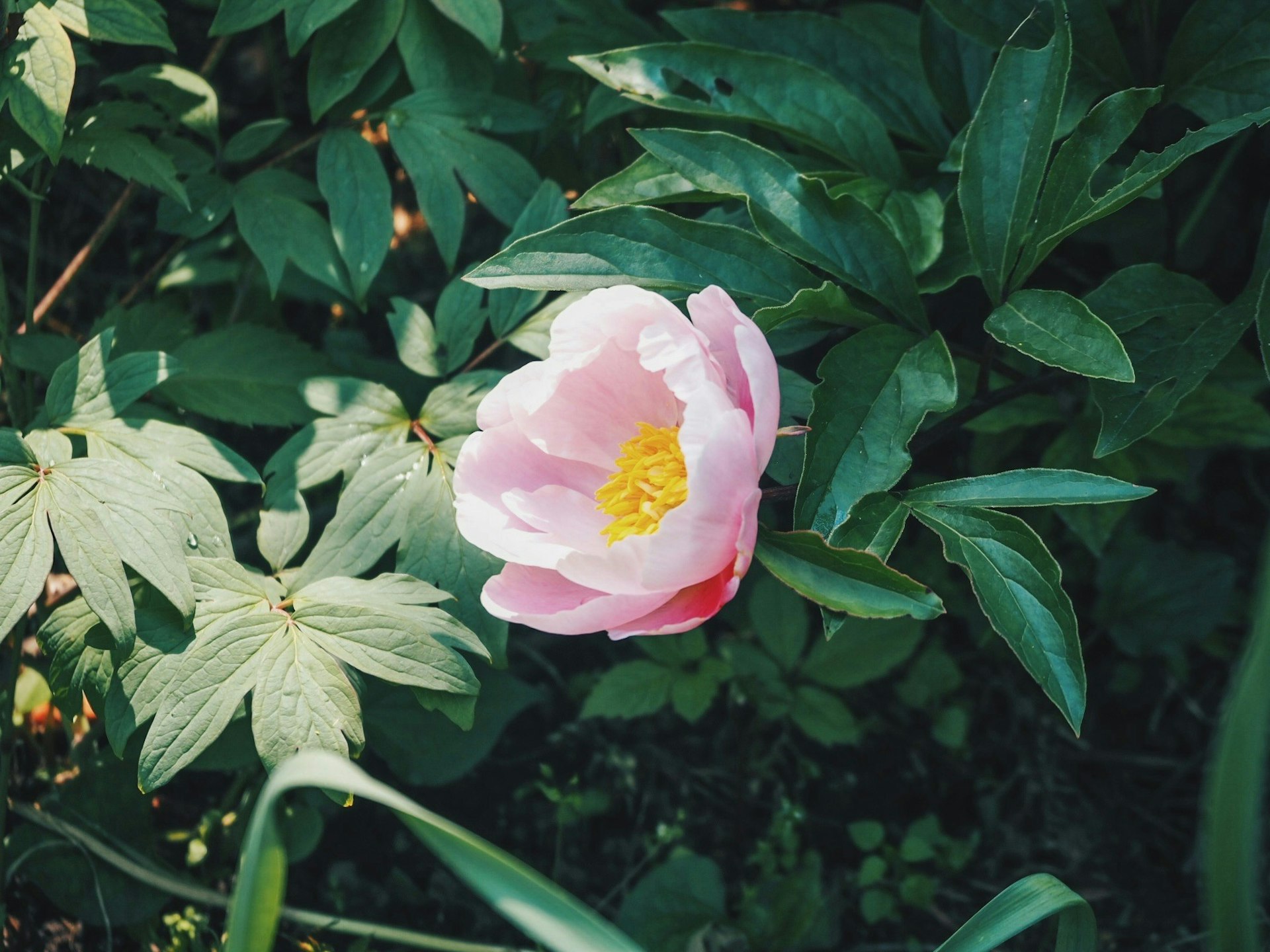 ¿Cuál es la diferencia entre ISO bajo y alto, y cómo reducir el ruido sin perder calidad de ...