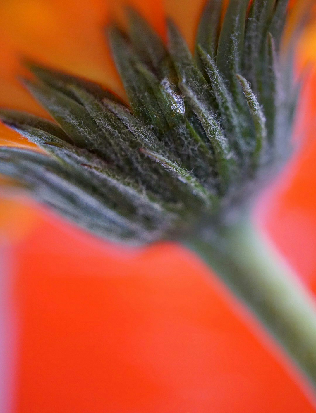 被写体も自分もぶれずに写す、セルフタイマー活用術 | Knowledge #273 | cizucu