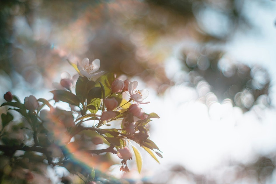 オールドレンズで始める新しい写真体験 | Knowledge #100 | cizucu