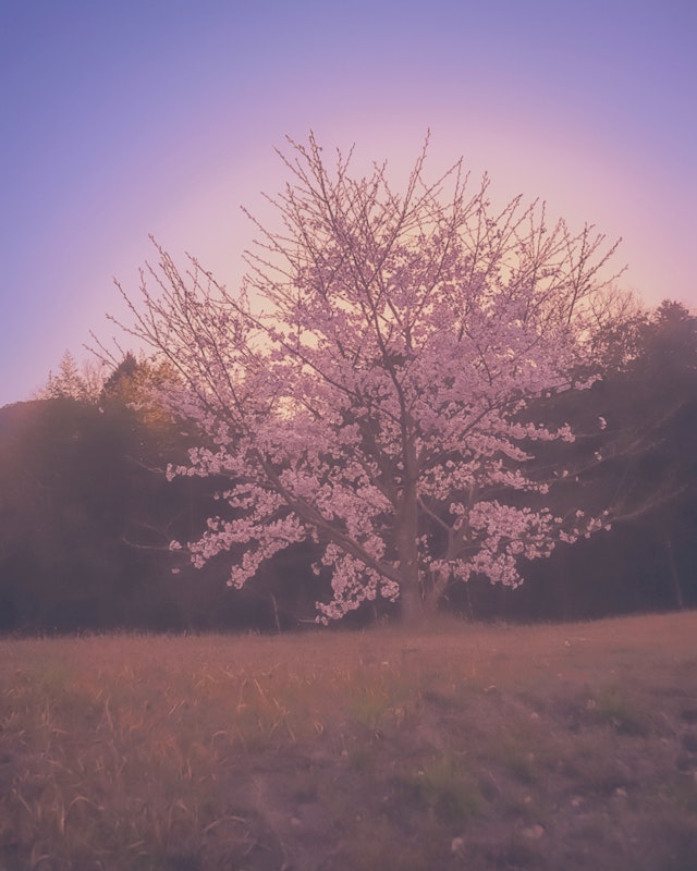 cizucu主宰『Spring Melody』| Challenge #77 | cizucu