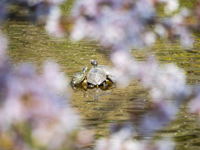 cizucu主宰『Spring Melody』受賞発表 | Challenge #92 | cizucu