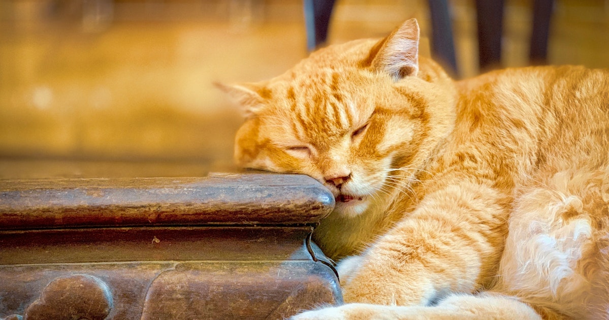 cizucu主宰『May Diary '25』| Challenge #214 | cizucu