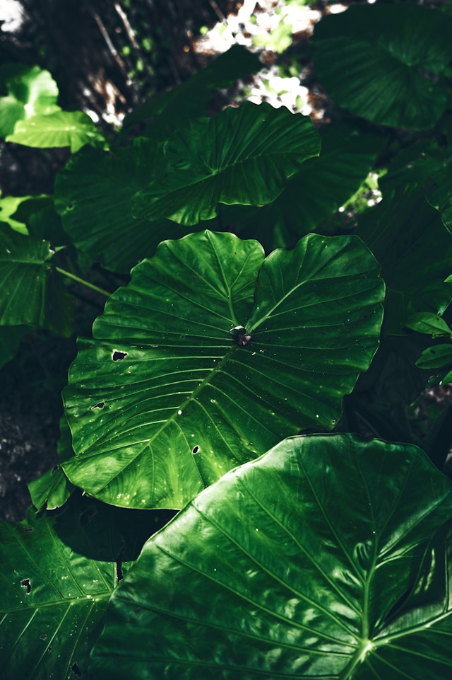 色で感じる自然の癒やし 緑の写真が教えてくれること | Focus #130 | cizucu