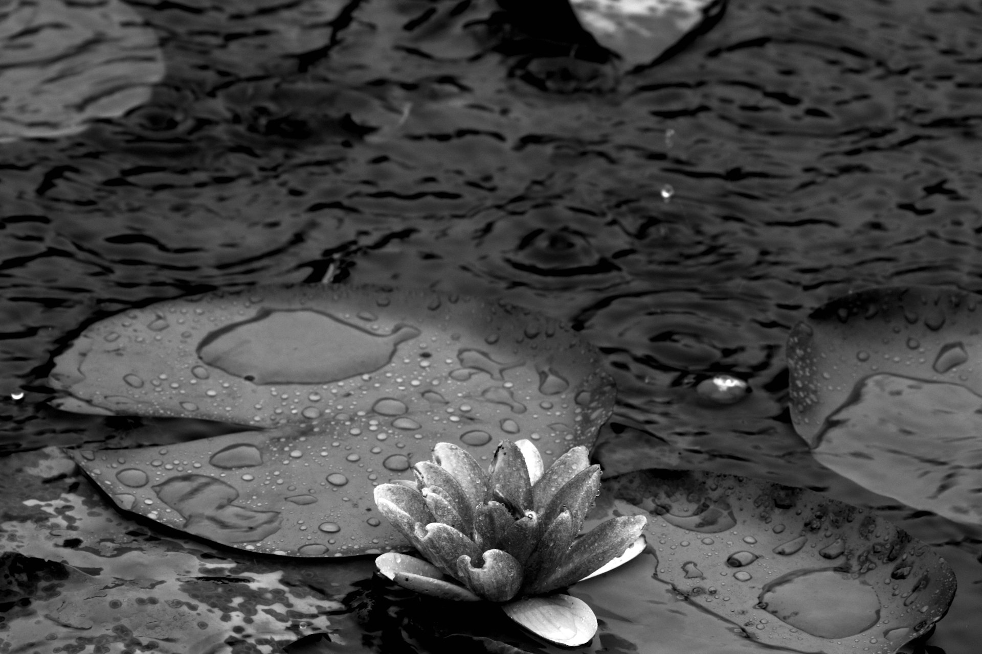 今週の注目作品に『Spotlight』| Knowledge #57 | cizucu