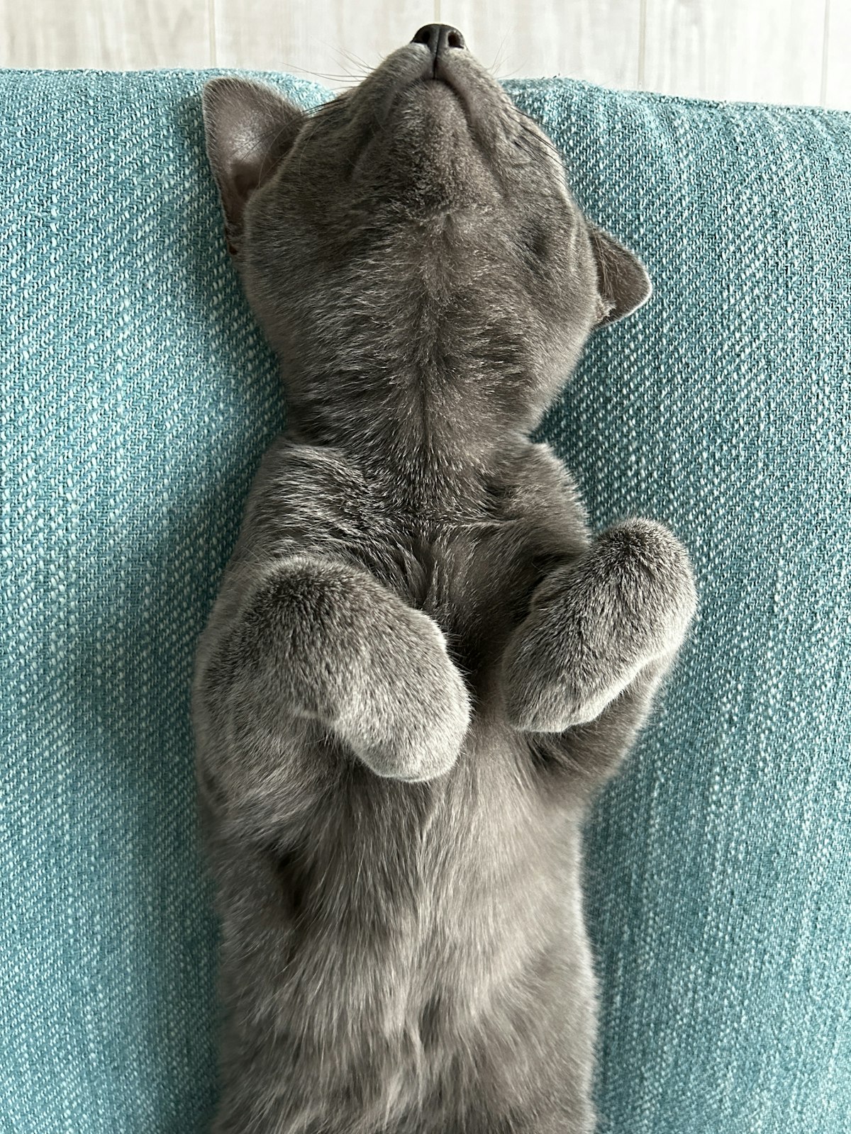 cizucu主宰『Cat Day』受賞発表 | Challenge #83 | cizucu