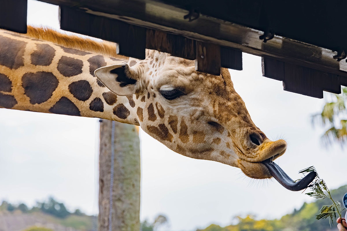 cizucu主宰『2023』 | Challenge #48 | cizucu