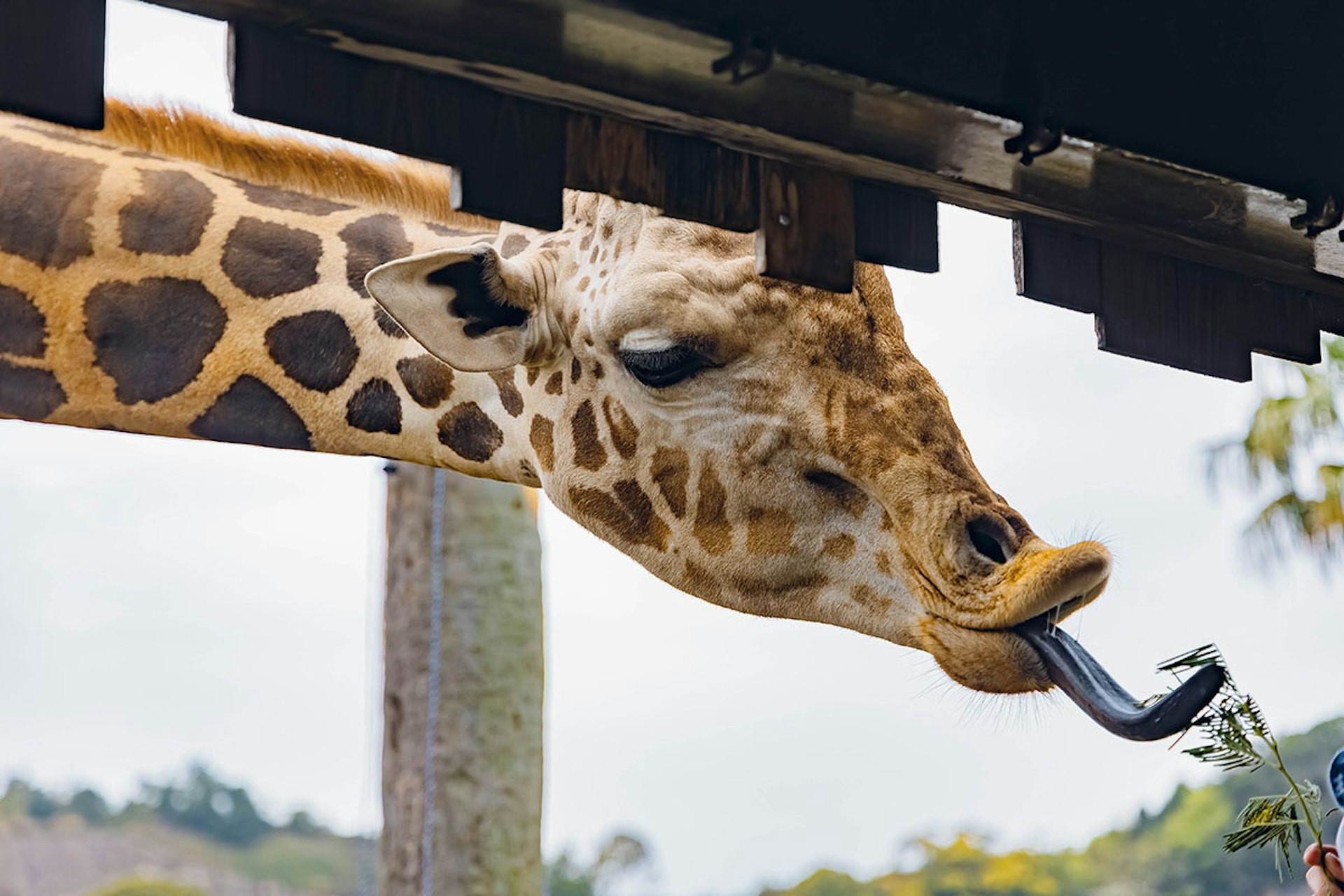 cizucu主宰『2023』 | Challenge #48 | cizucu