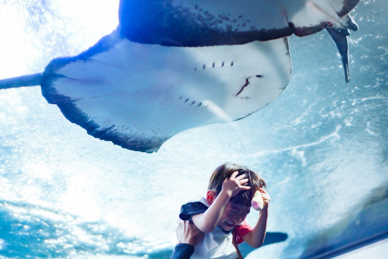 fujikkoが語る | 水族館の記憶を写真に残す | SONY α7 III | Knowledge #238 | cizucu