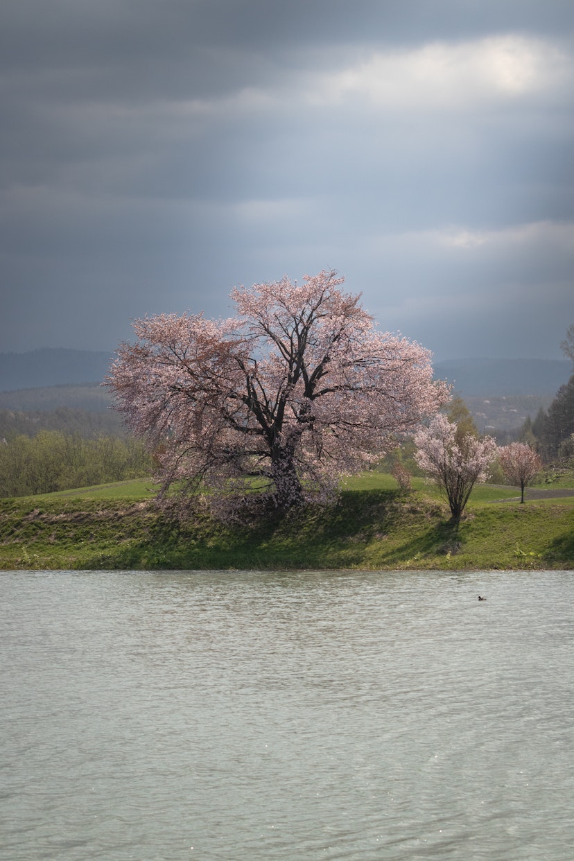 cizucu主宰『Spring Landscape』受賞発表 | Challenge #108 | cizucu