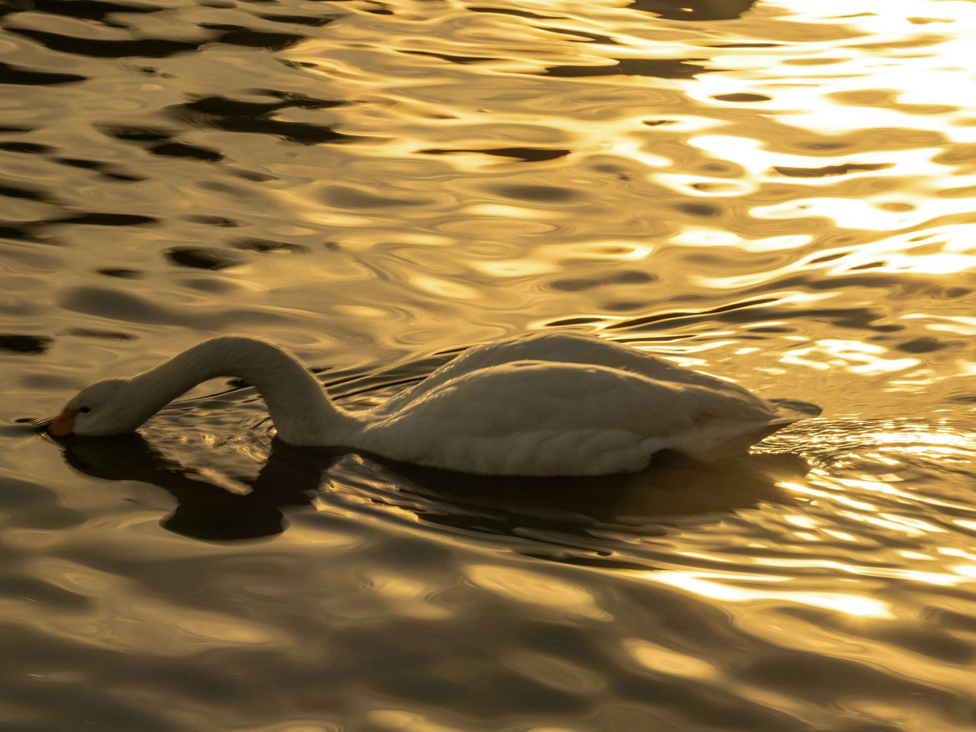 カメラレンズの「白」と「黒」の秘密、色が物語る機能と競争の歴史 | Release #293 | cizucu