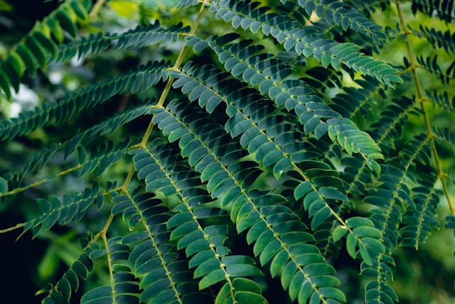 cizucu主宰『Summer Green』| Challenge #242 | cizucu