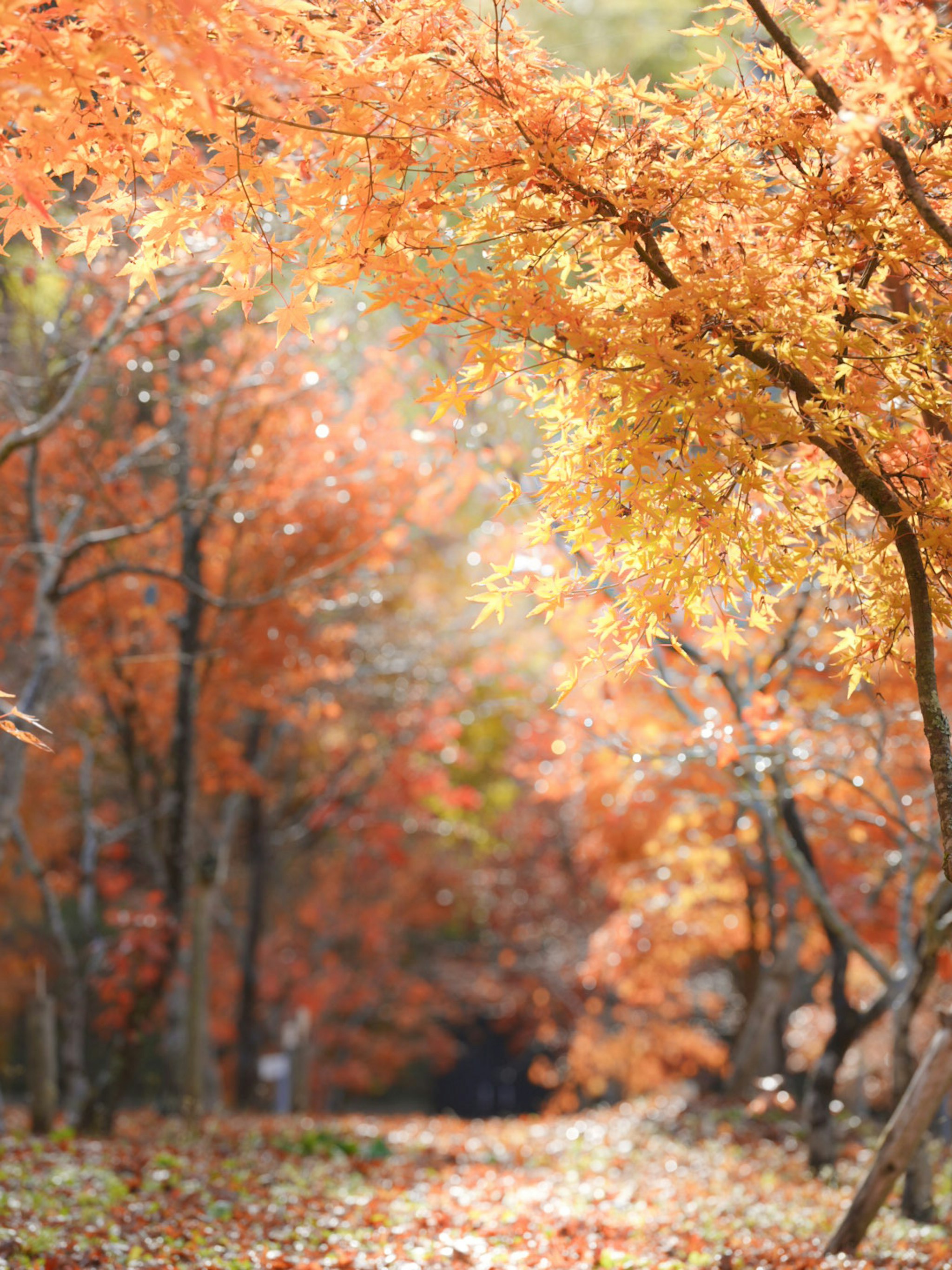 簡単実践！紅葉撮影のおすすめレンズと構図ガイド | Knowledge #152 | cizucu