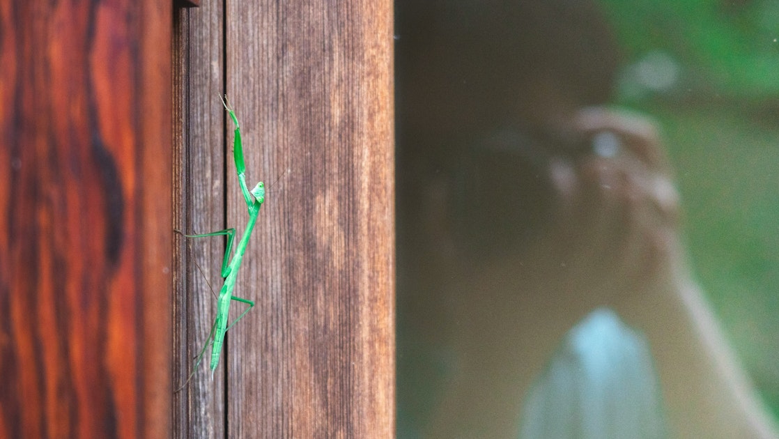 右目？左目？カメラのファインダーはどっちの目で覗くべきか | Knowledge #198 | cizucu