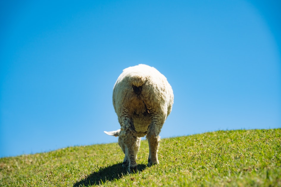 AI未使用のInstagram投稿に「Made with AI」ラベル付く問題が多発 | Release #188 | cizucu