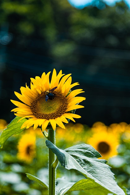ひまわり畑から花火まで、夏の特別な瞬間を撮る | Knowledge #74 | cizucu