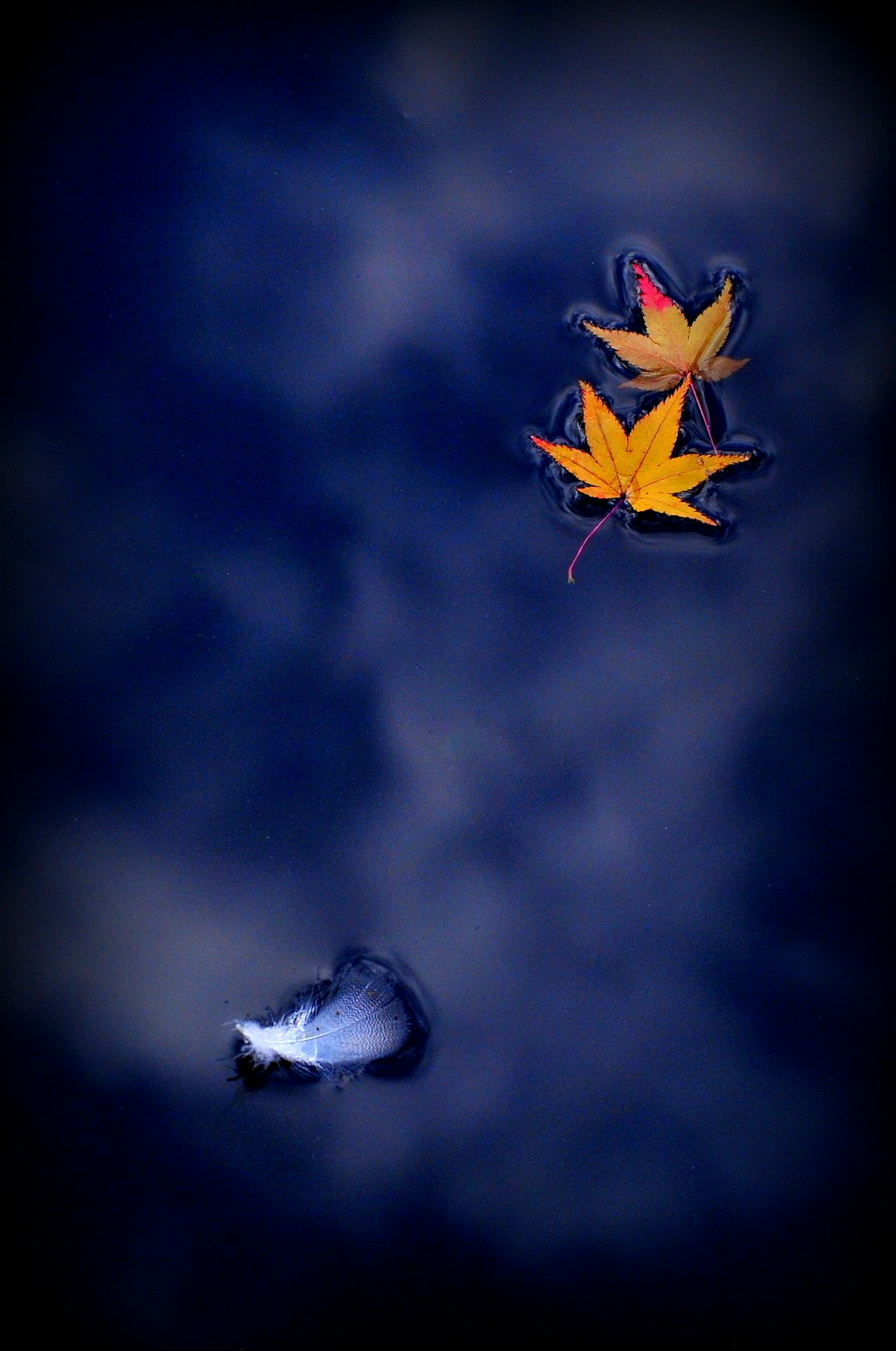 簡単実践！紅葉撮影のおすすめレンズと構図ガイド | Knowledge #152 | cizucu