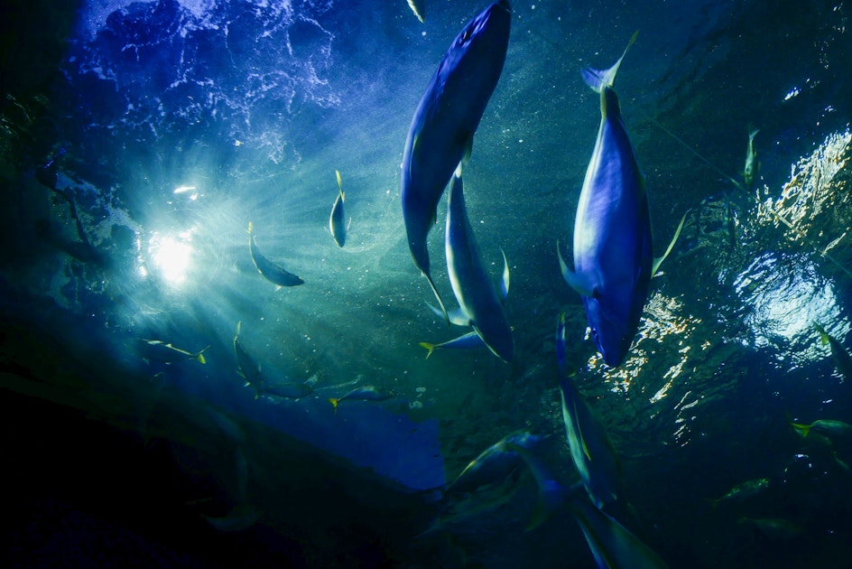 水族館で生き物たちを美しく撮影するテクニック | Knowledge #138 | cizucu