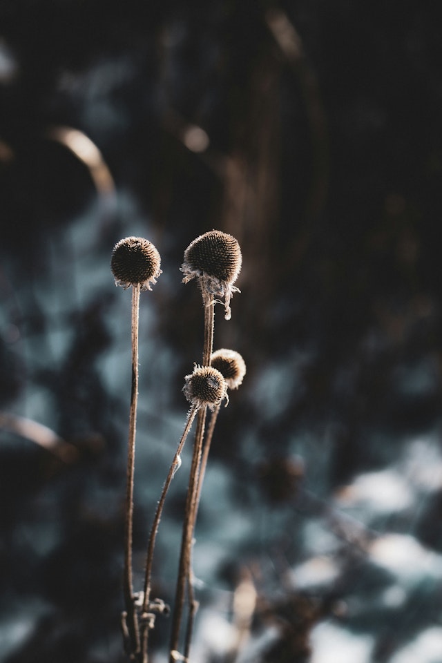 cizucu編集部の「注目作品」をご紹介 | Focus #388 | cizucu