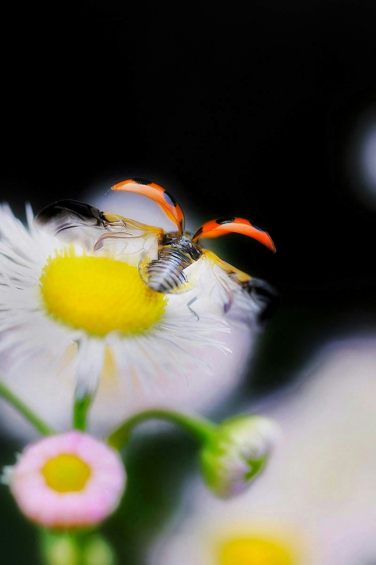 フォーカススタッキングで極めるマクロ写真の世界 | Knowledge #160 | cizucu