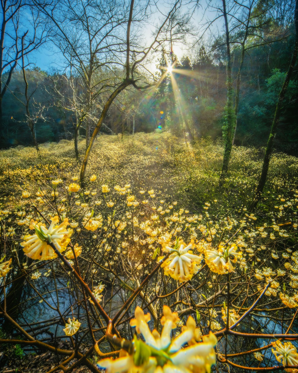 cizucu主宰『Illuminate Yourself』| Challenge #120 | cizucu