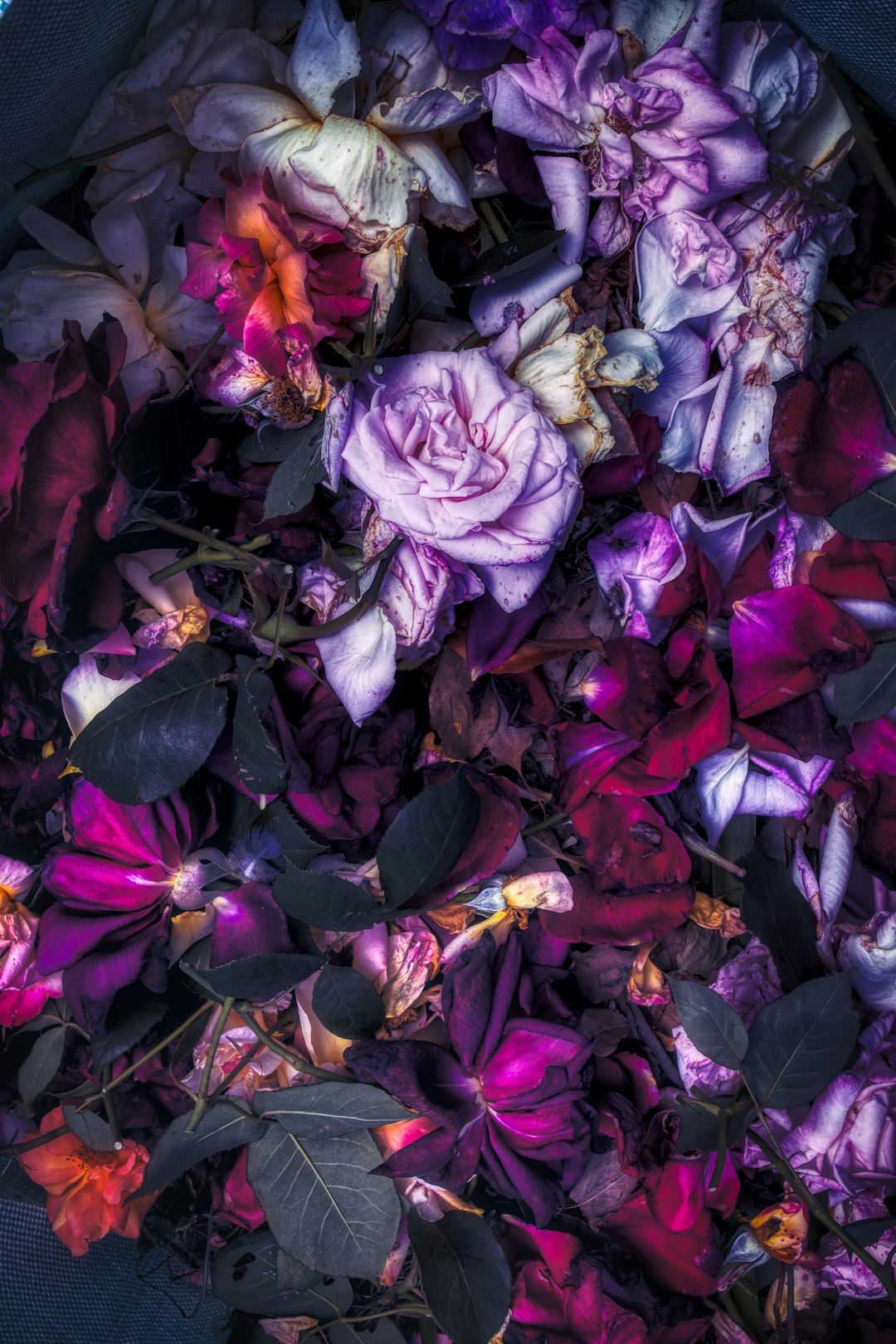 今週の注目作品に『Spotlight』| Knowledge #45 | cizucu