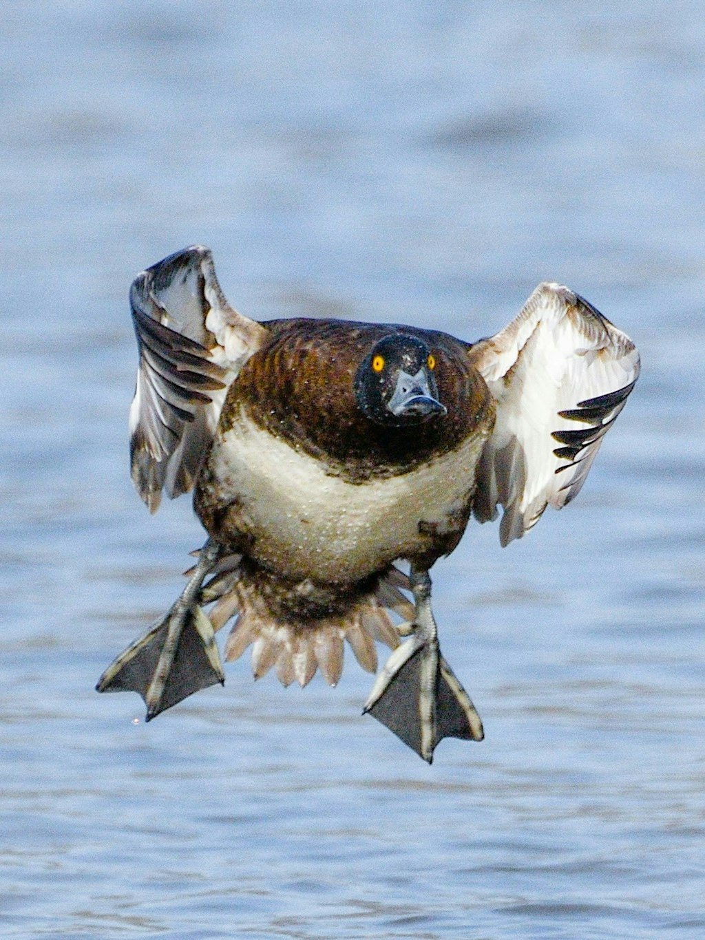 电子快门的高速拍摄魅力与滚动快门现象 | Knowledge #247 | cizucu