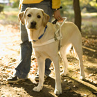 guidedogsinjapan_img_01