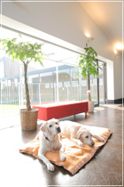 Japan Guide Dog Center "Fuji Harness"4