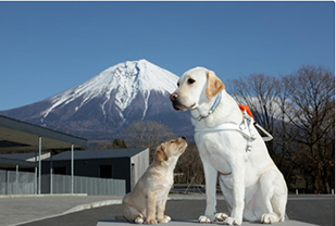 Japan Guide Dog Center "Fuji Harness"2