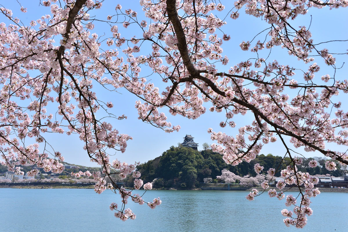 Japan's Spring Festivals in 2026: Introducing Famous Festivals Held in ...