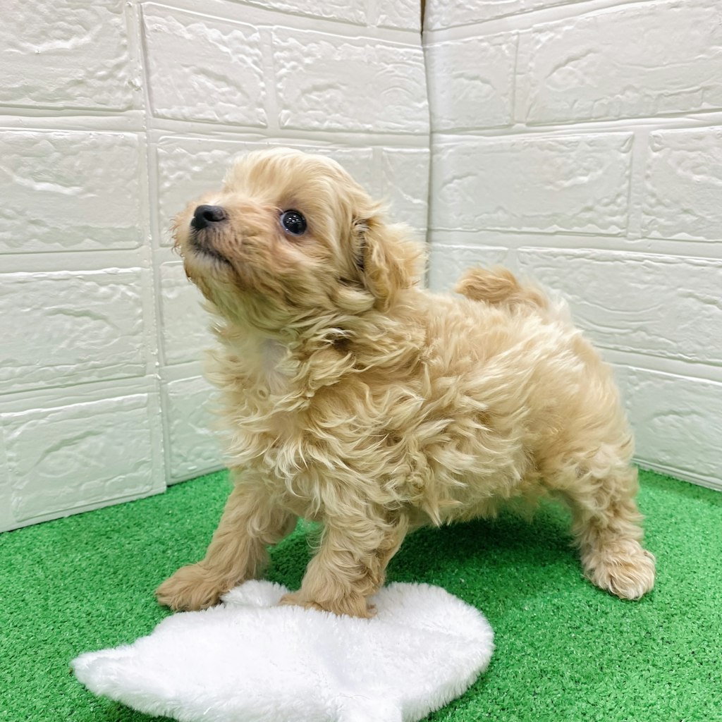 新入りさん紹介🐶★ペットショップ犬の家＆猫の里桑名店★ | ペットショップ 犬の家&猫の里 | 子犬だけでなく子猫の情報もたくさん